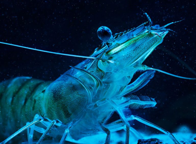 Shrimp Broodstock Breeder Specialist