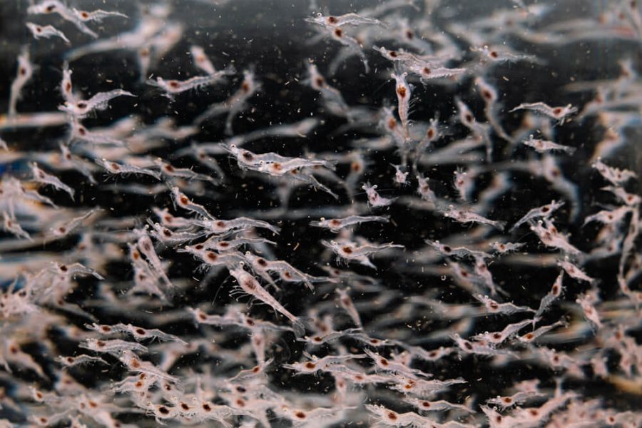 Premier Shrimp Larvae Supplier Services