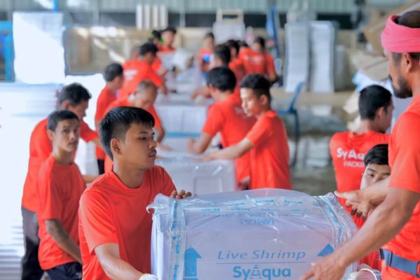 Shrimp Larvae Manufacturer