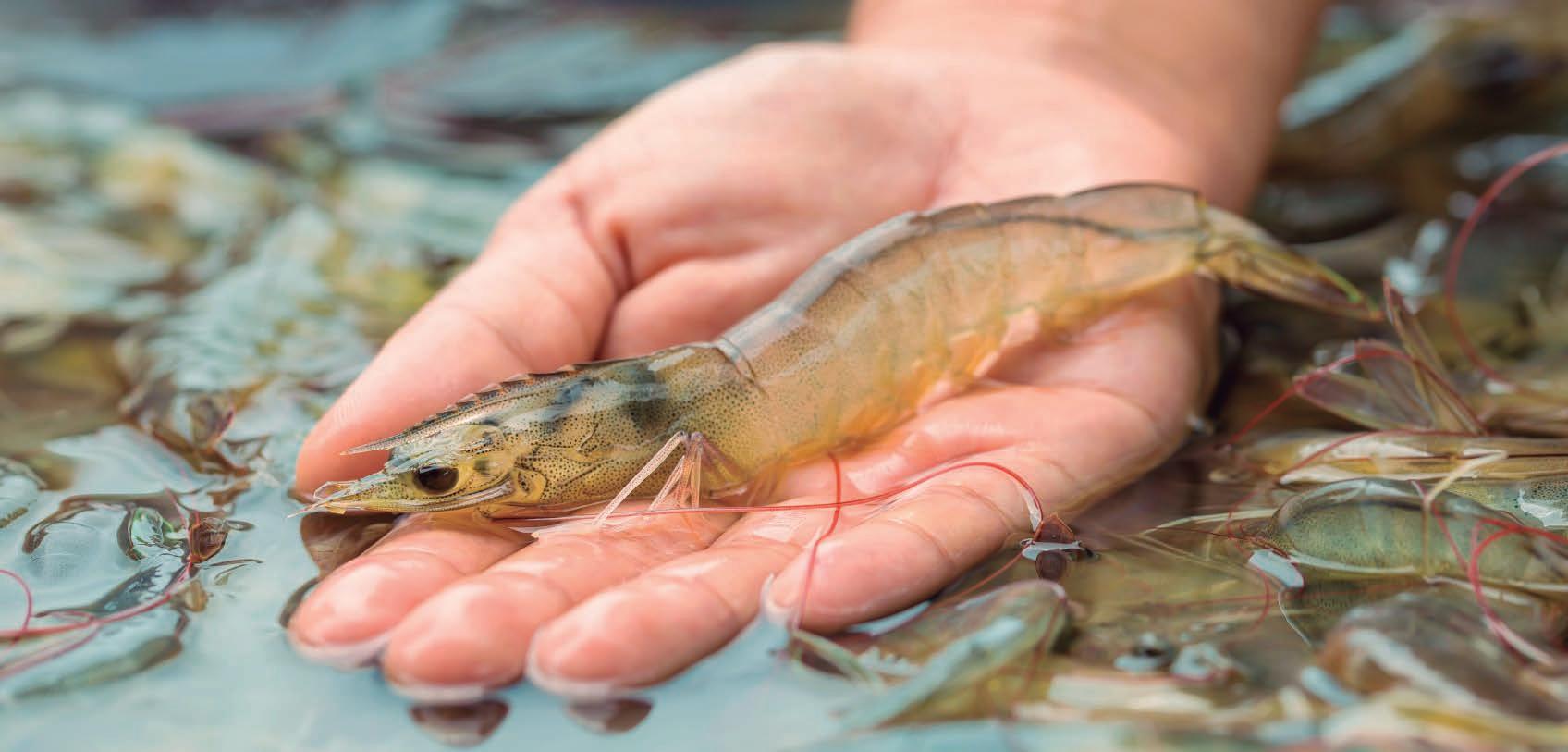 Premier Shrimp Larvae Supplier Services